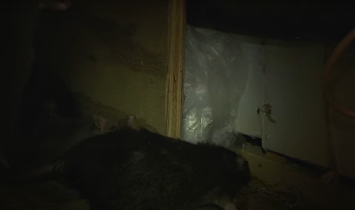How to Tell How Many Rats Are in Your House? - HomeProfy