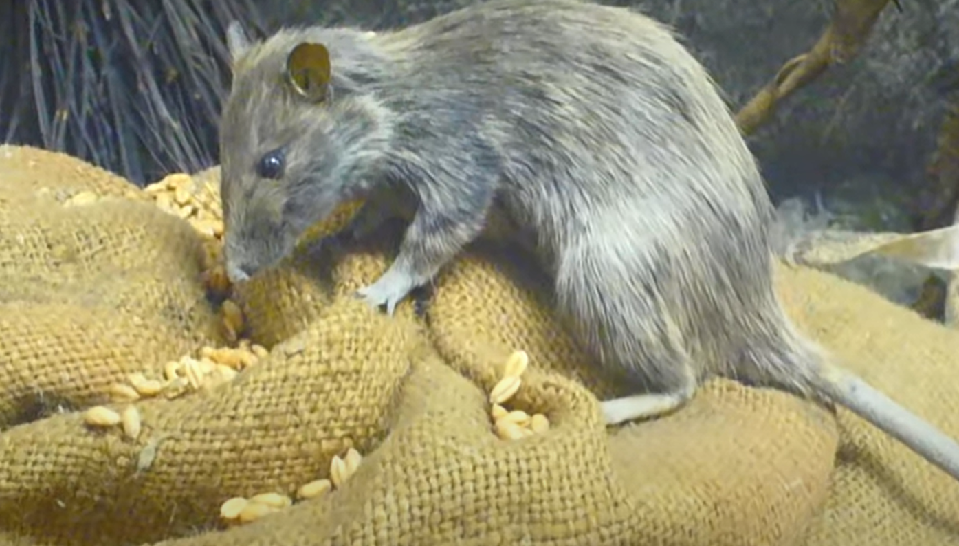 How to Tell How Many Rats Are in Your House? - HomeProfy