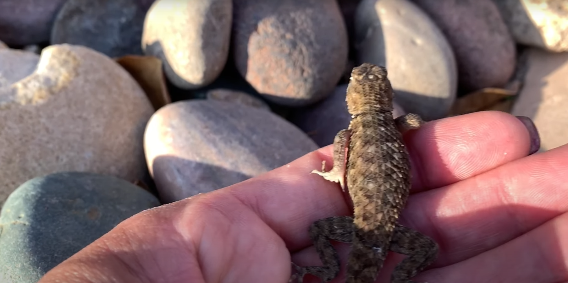 How to Catch a Lizard in the House? - HomeProfy