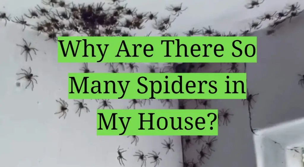 Why Are There So Many Spiders in My House? - HomeProfy