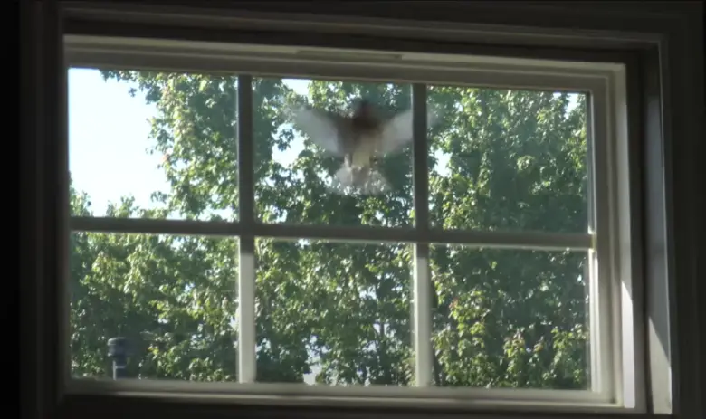 How to Stop Cardinals From Attacking Windows? - HomeProfy