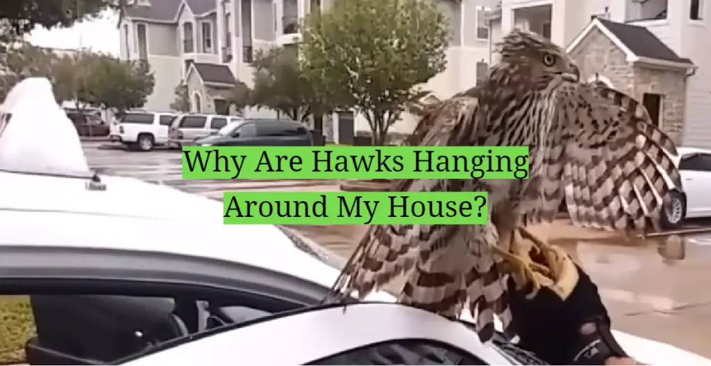 Why Are Hawks Hanging Around My House? - HomeProfy