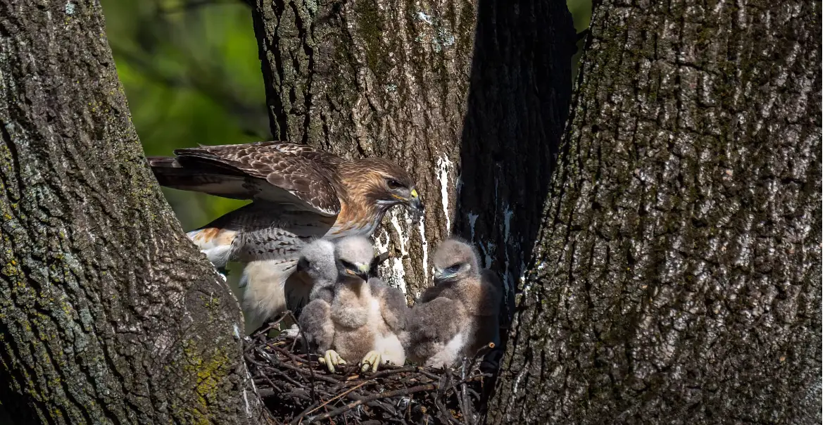 Why Are Hawks Hanging Around My House? - HomeProfy